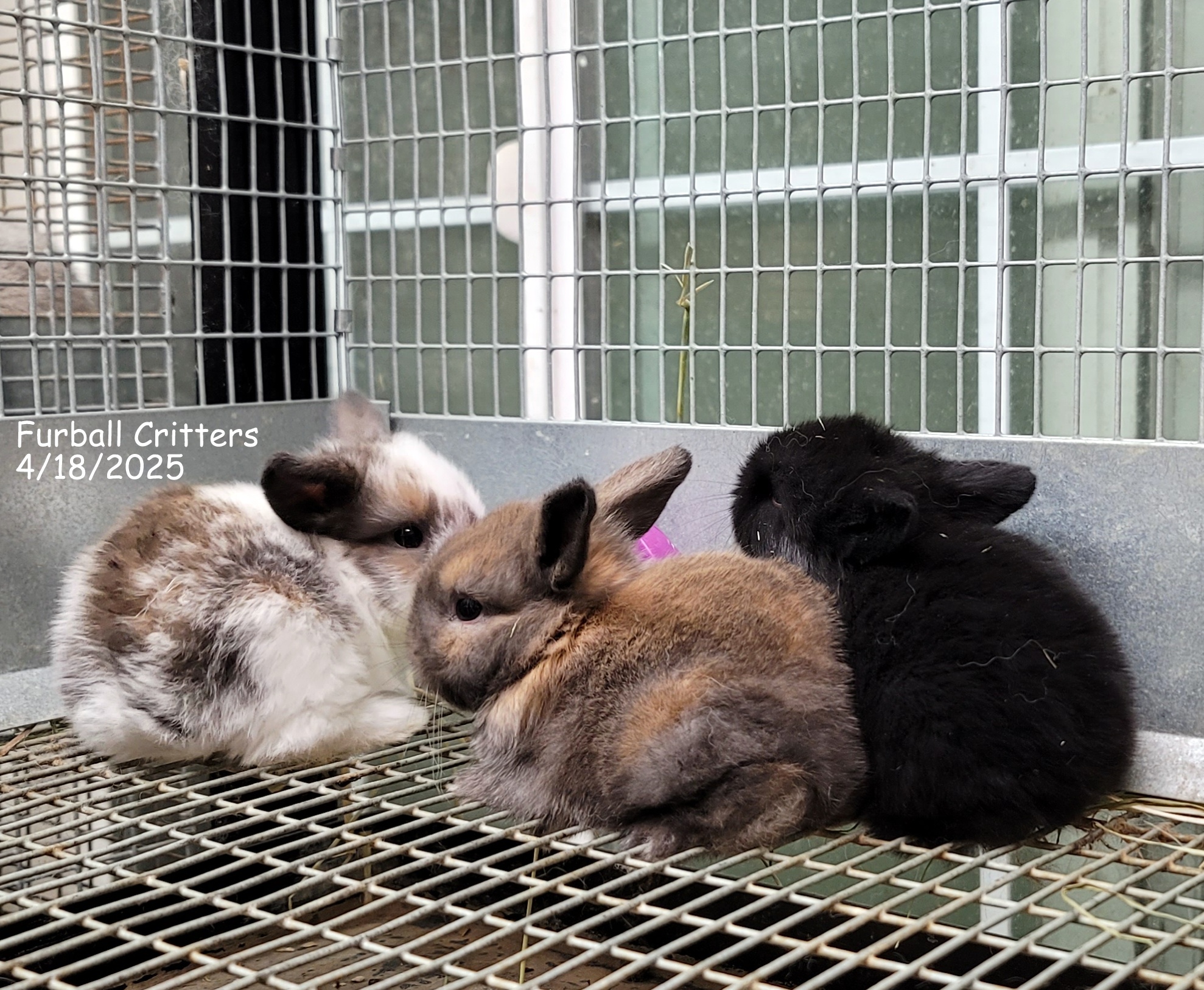 3 bunnies – Furball Critters