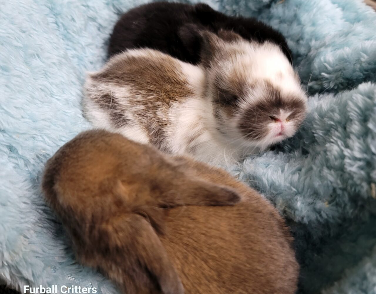 Available Animals – Furball Critters