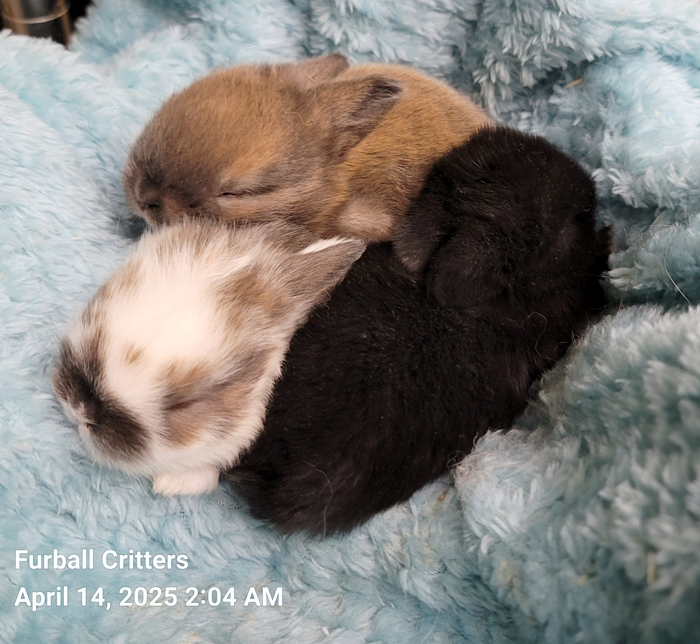 3 bunnies5 – Furball Critters