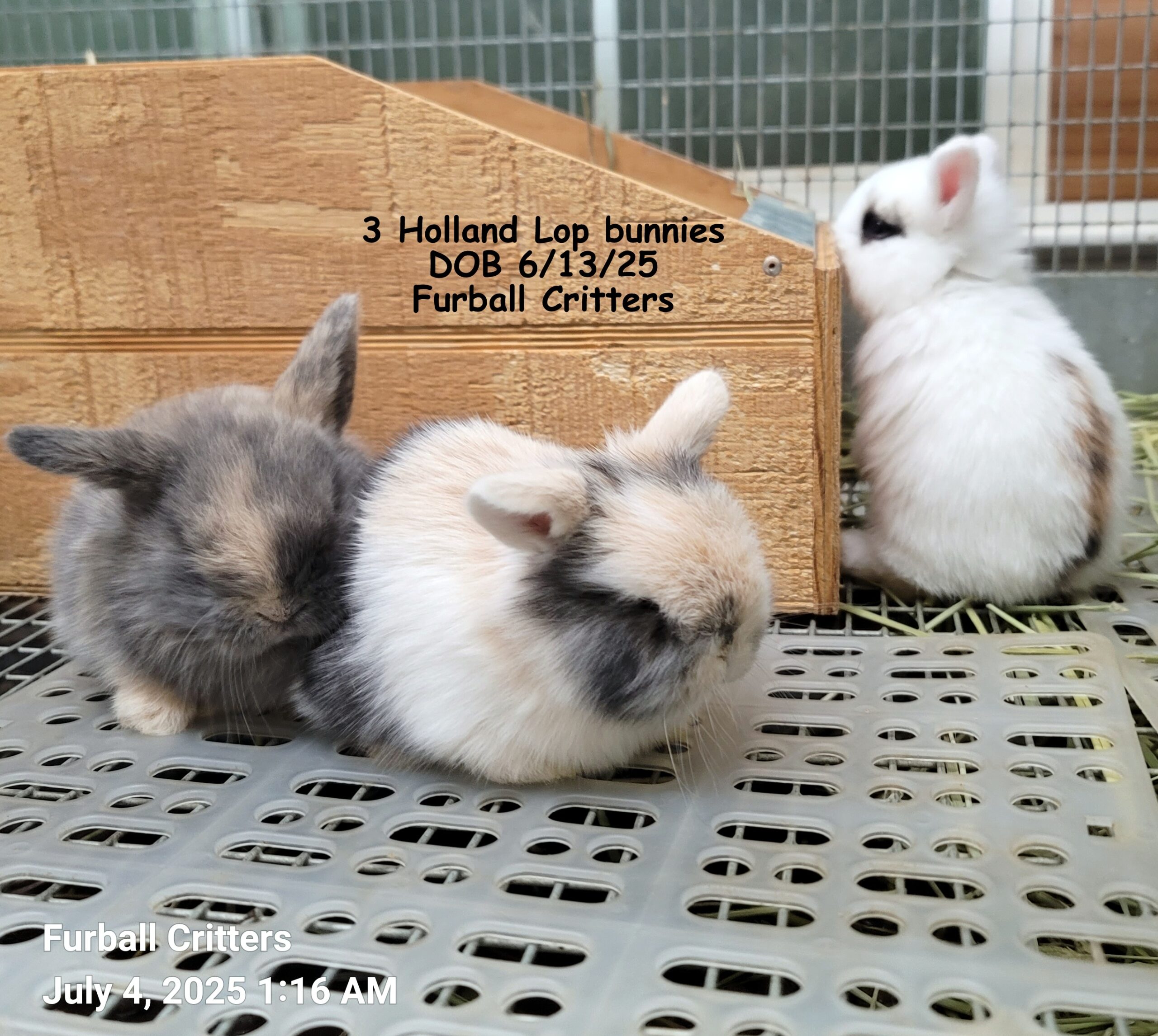 3 holland lop bunnies2 – Furball Critters