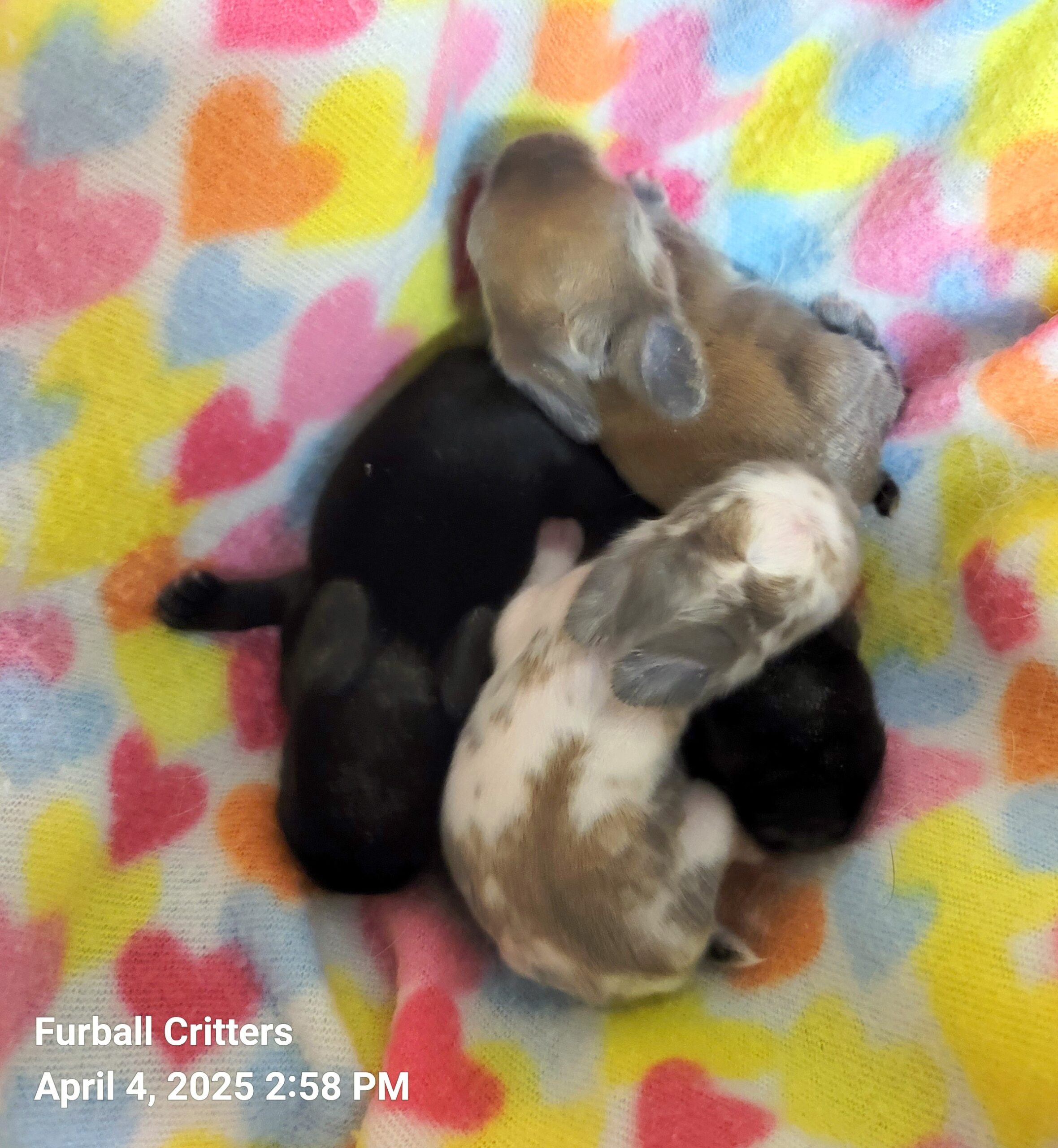 baby bunnies1 – Furball Critters