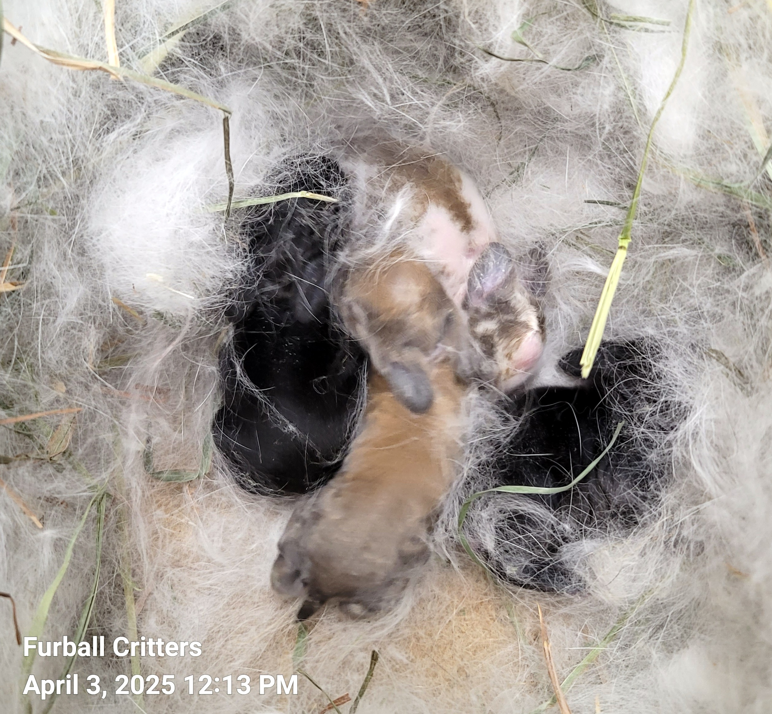 baby bunnies1 – Furball Critters