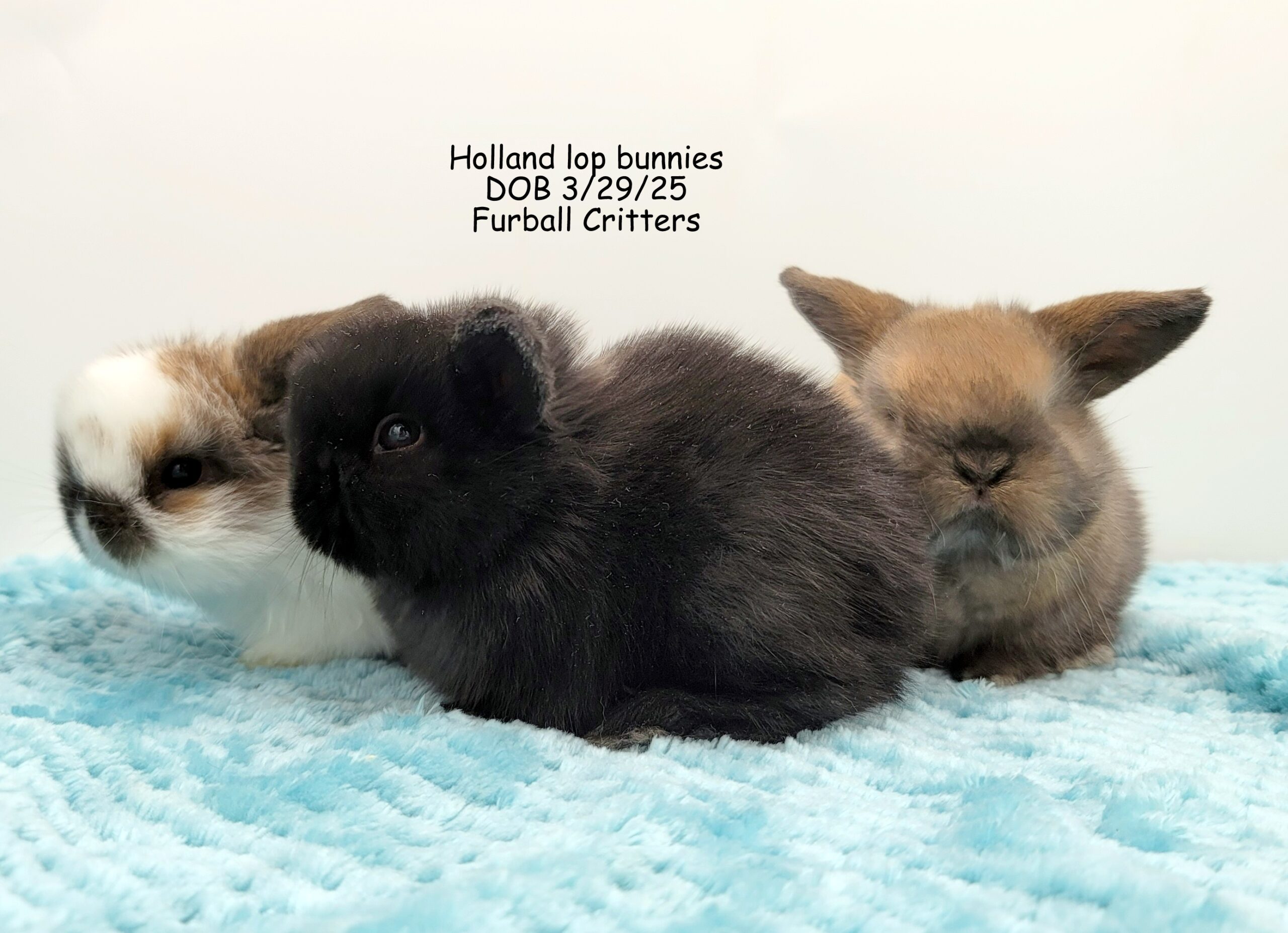Holland – Furball Critters