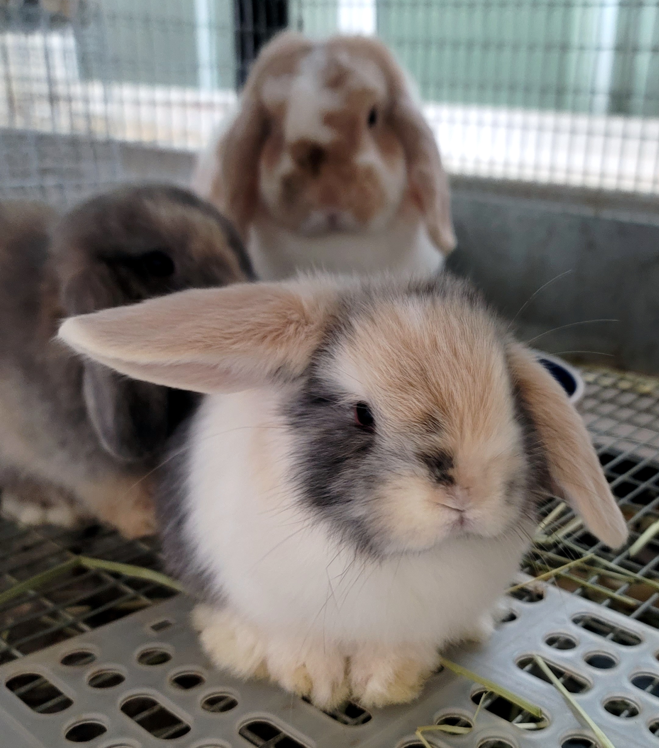 mom and 2 kits – Furball Critters