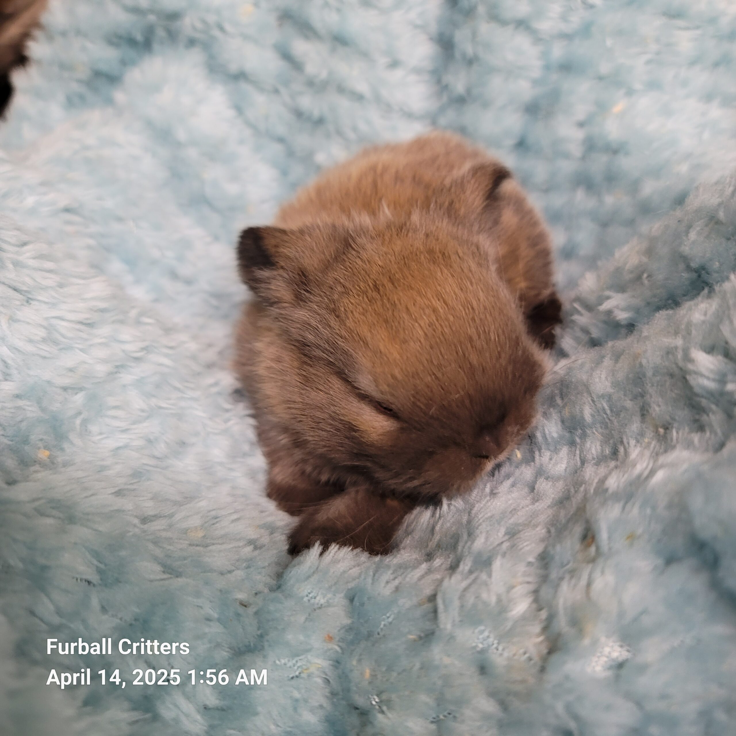 tort black bunny – Furball Critters