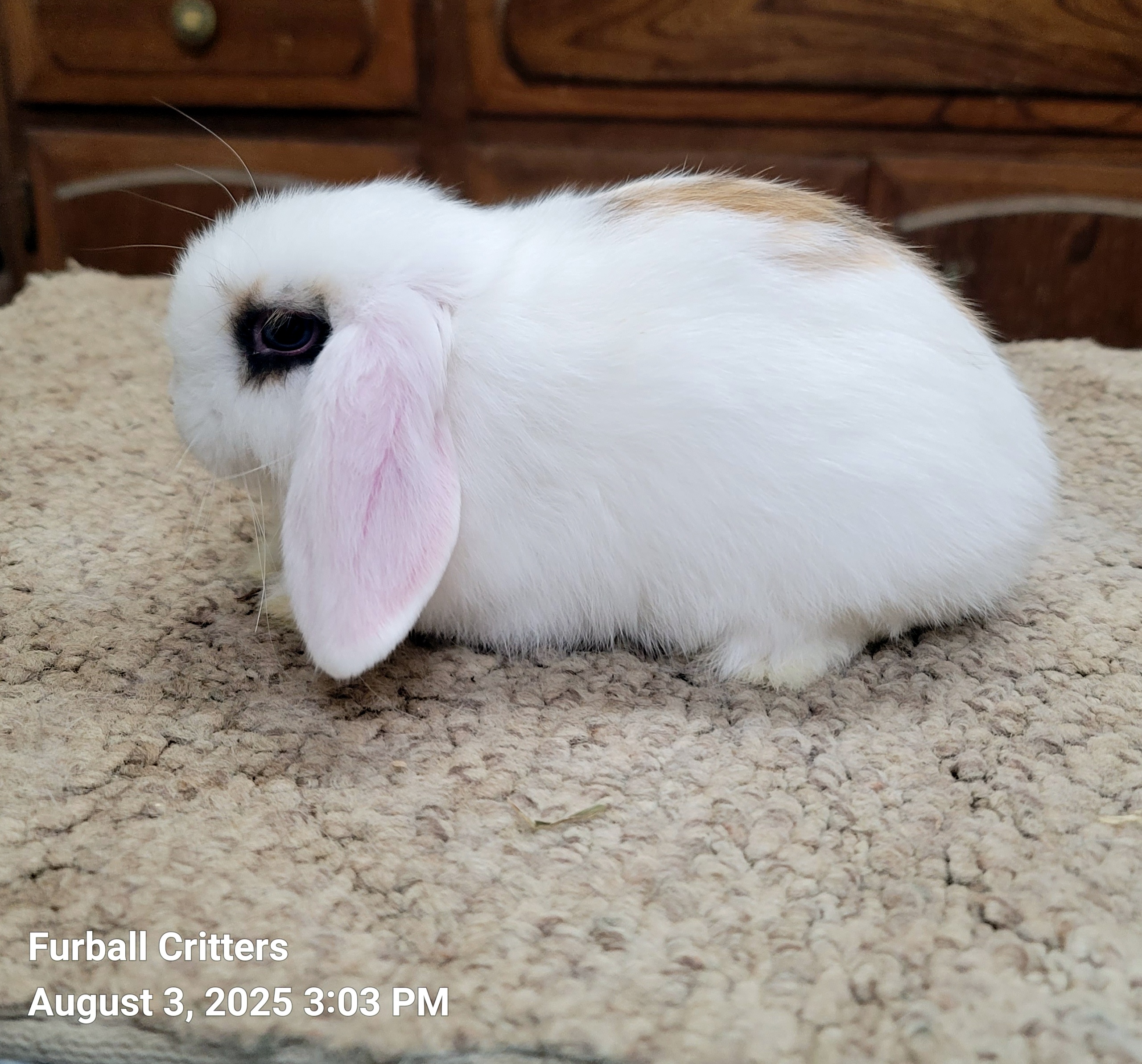 tri color doe1 – Furball Critters