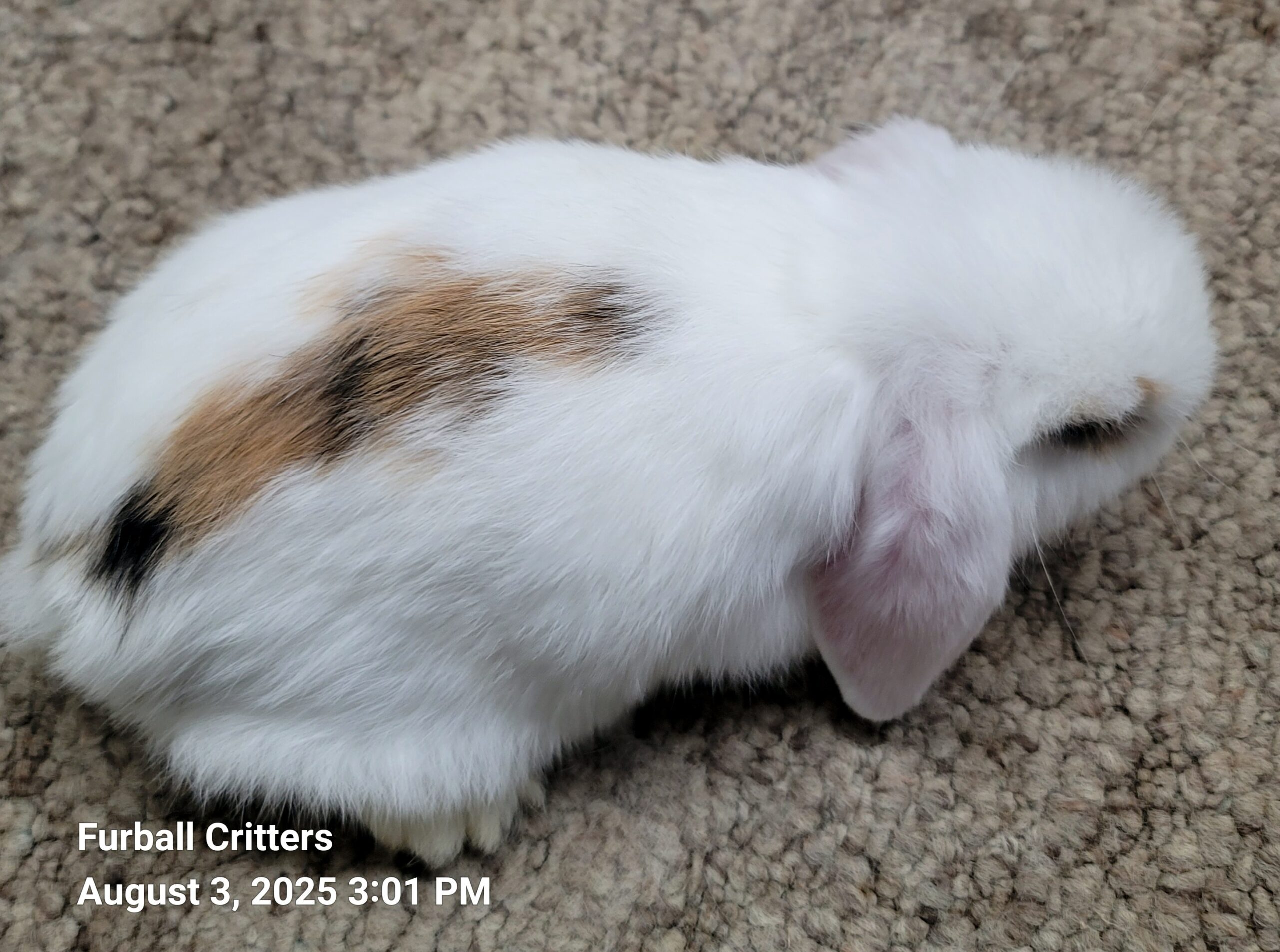 tri color dorsal stripe – Furball Critters