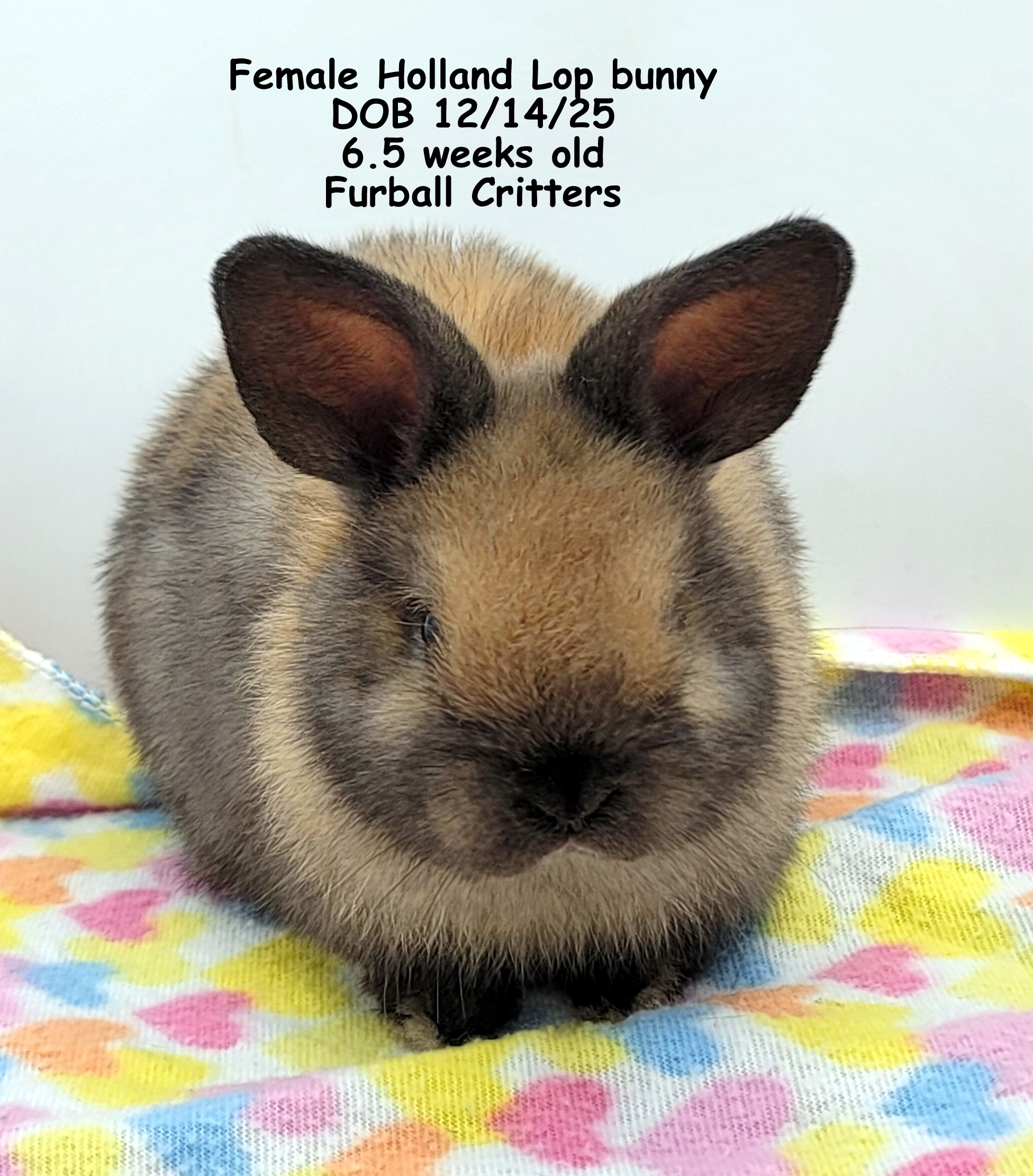 female holland lop less tort face – Furball Critters