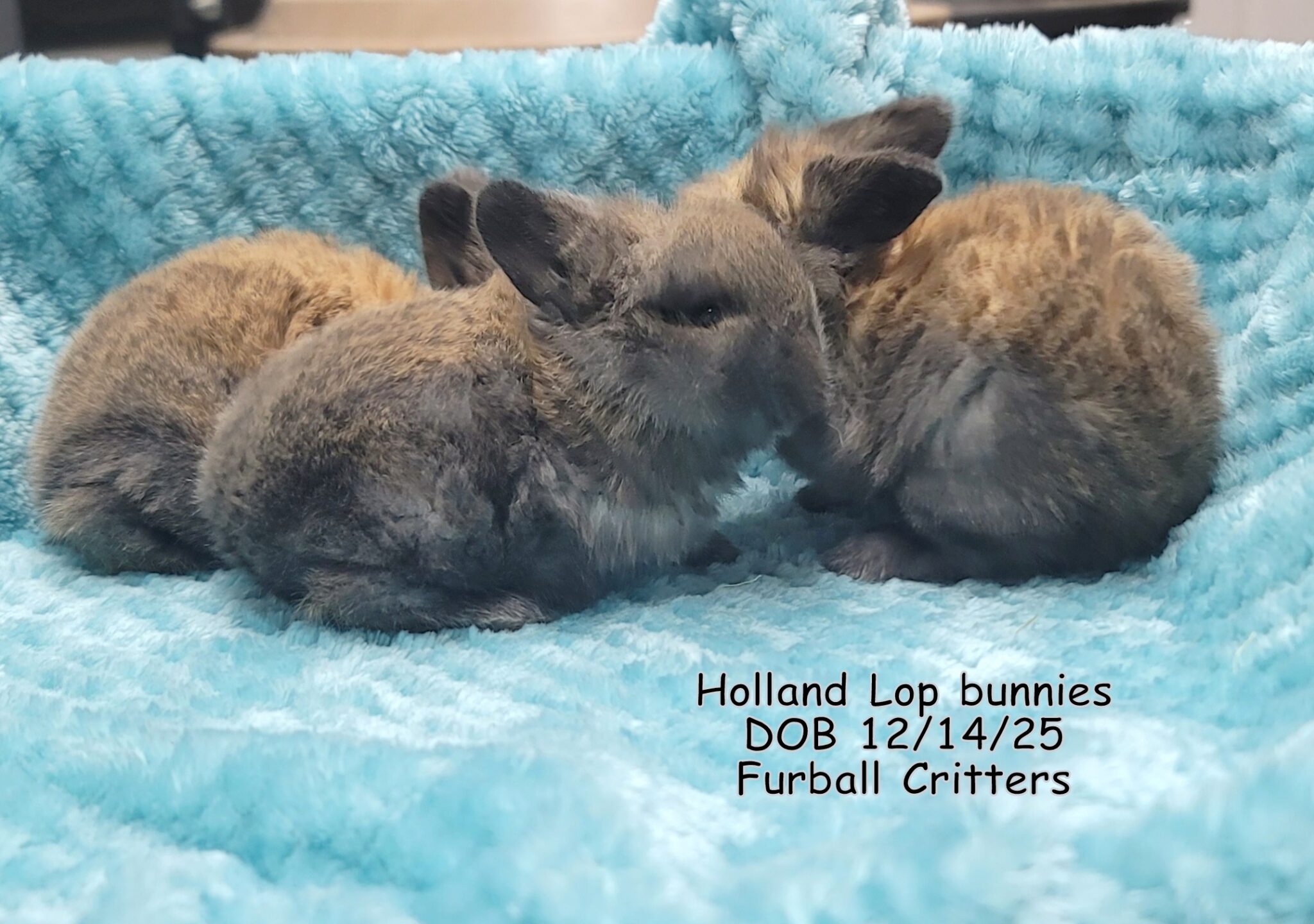 holland lop bunnies – Furball Critters
